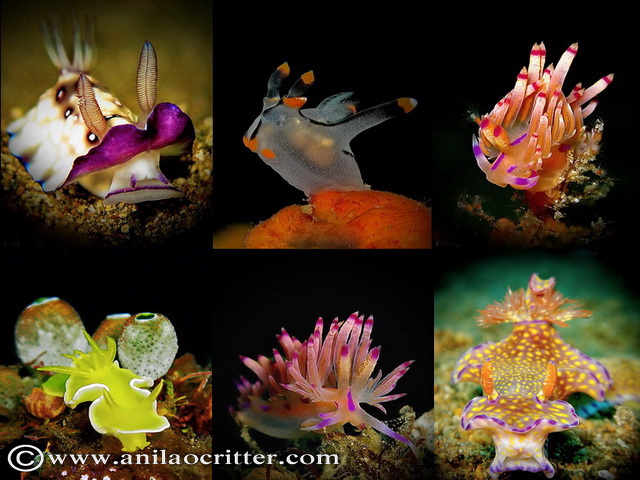 Scuba Dive in Anilao - Underwater Macro Photography, Anilao Muck dive.